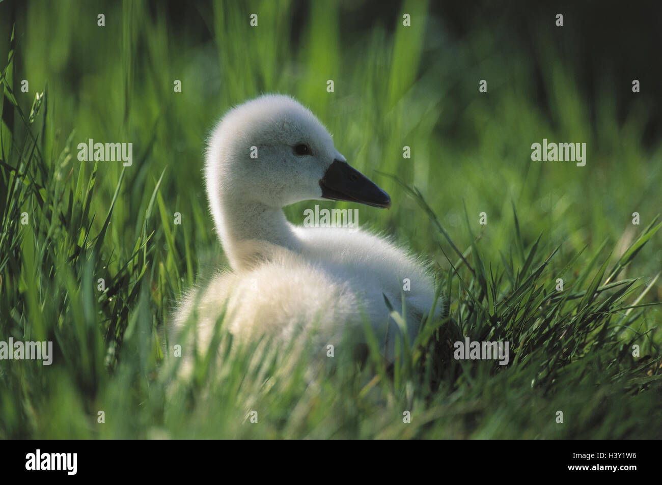 Hump swan, Cygnus olor, young bird, meadow, birds, bird, wild animal ...