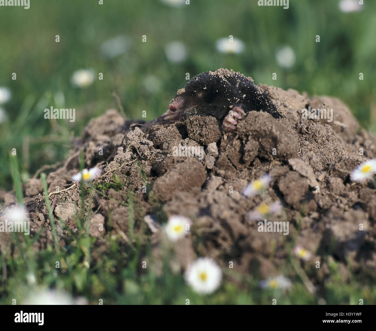 Meadow, molehill, European mole, Talpa europaea, mammals, mammal, wild ...