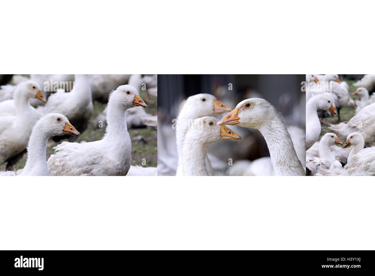 Geese, cut outs animals, goose's birds, Anserinae, breeding, open land ...
