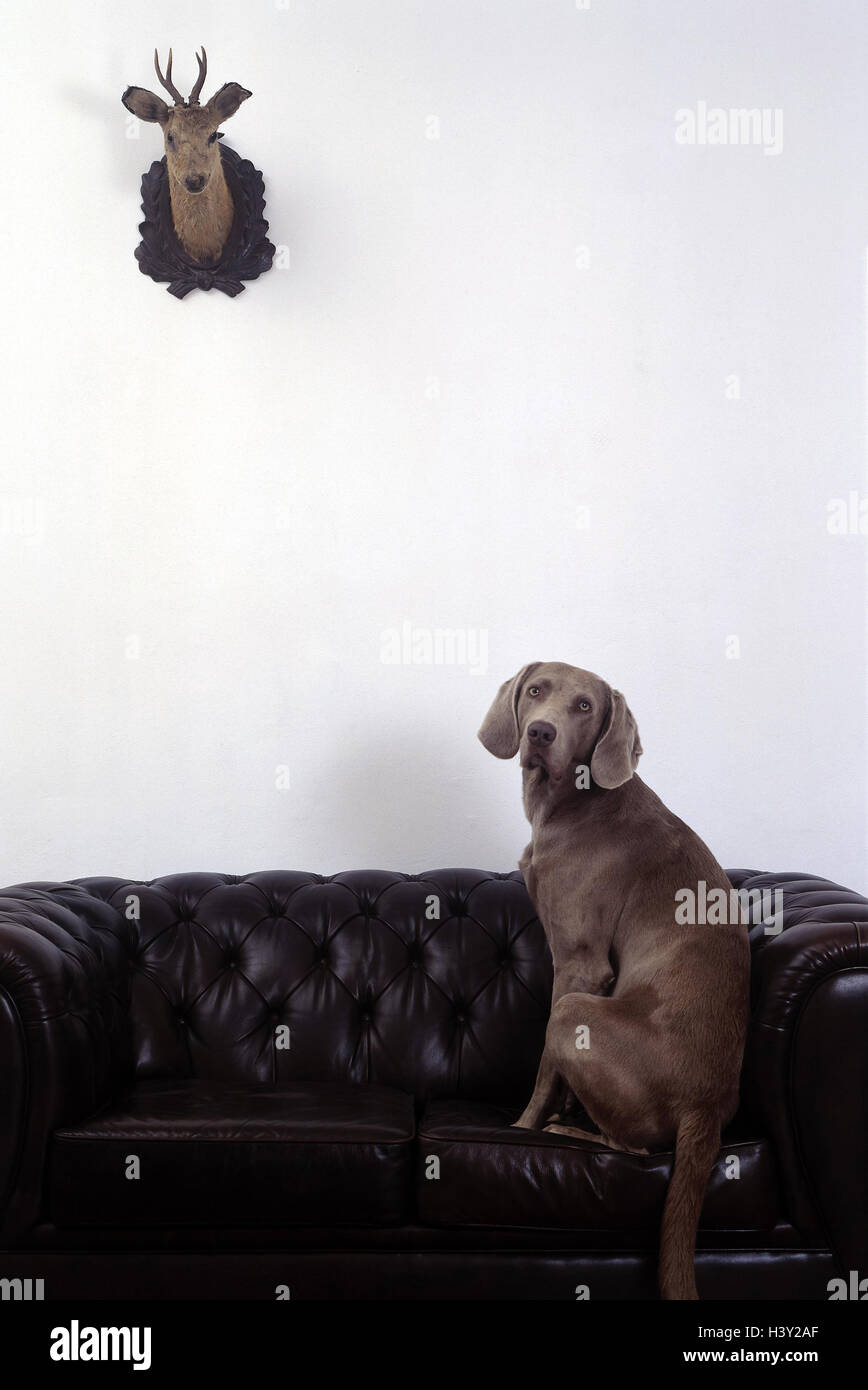 Sofa, hound, wall, hunting trophy, dog, Weimaraner, pet, sit, trophy ...