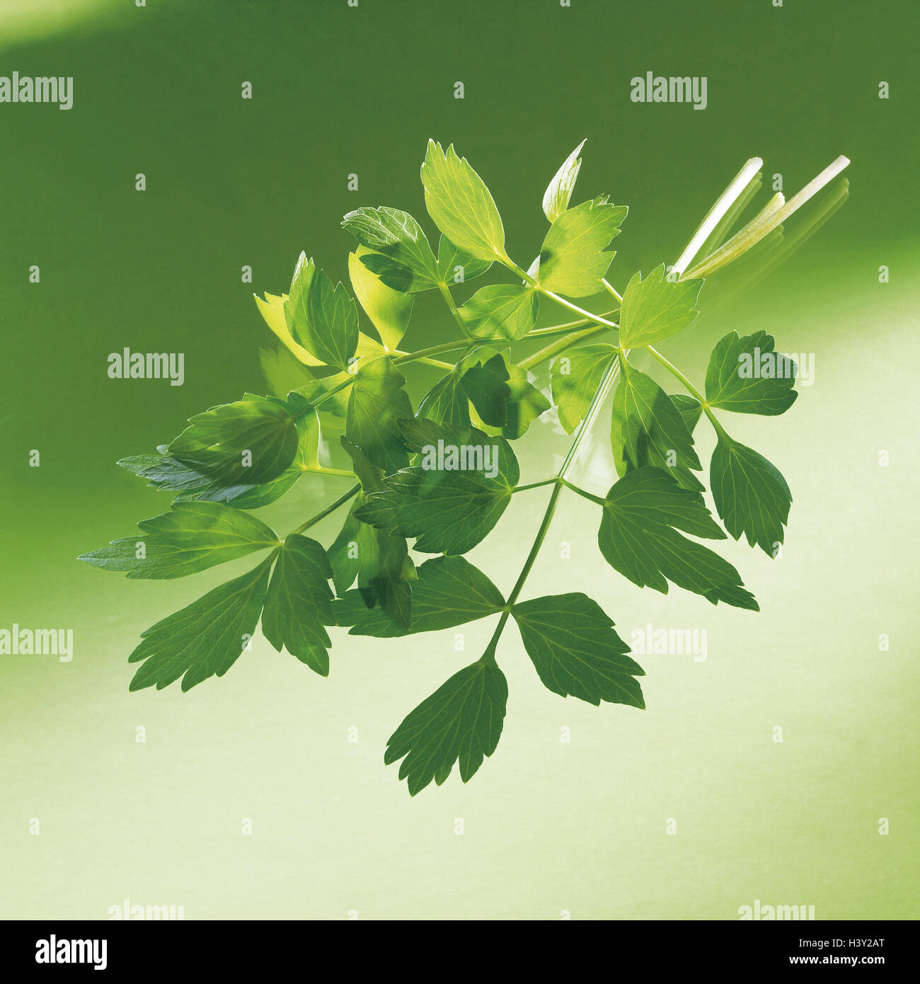 Lovage, Levisticum officinale, leaves, herbs, herb, herbs, spice ...
