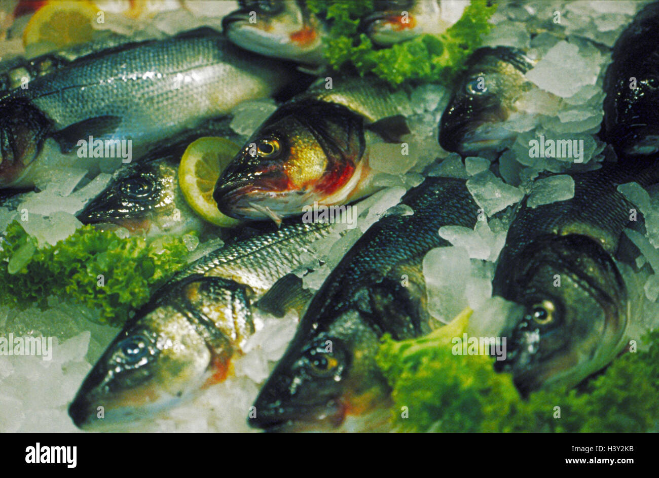 Food fish, sea wolf, Loup de Mer, ice, Still life, food, eat, sales ...