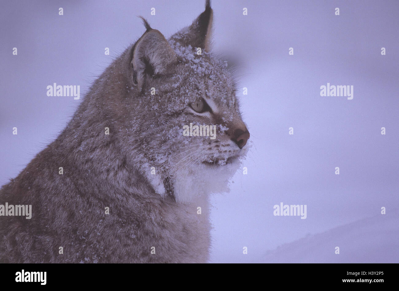 Eurasian lynx, Lynx lynx, winter, Finland, Ranua, mammals, mammal ...