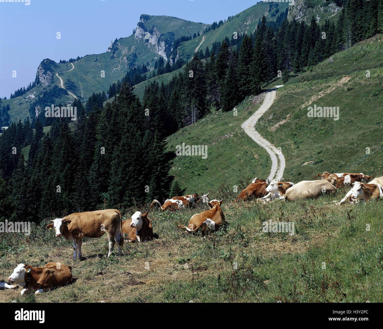 Germany, Bavaria, ling semolina, brown corner, mountain pine head ...