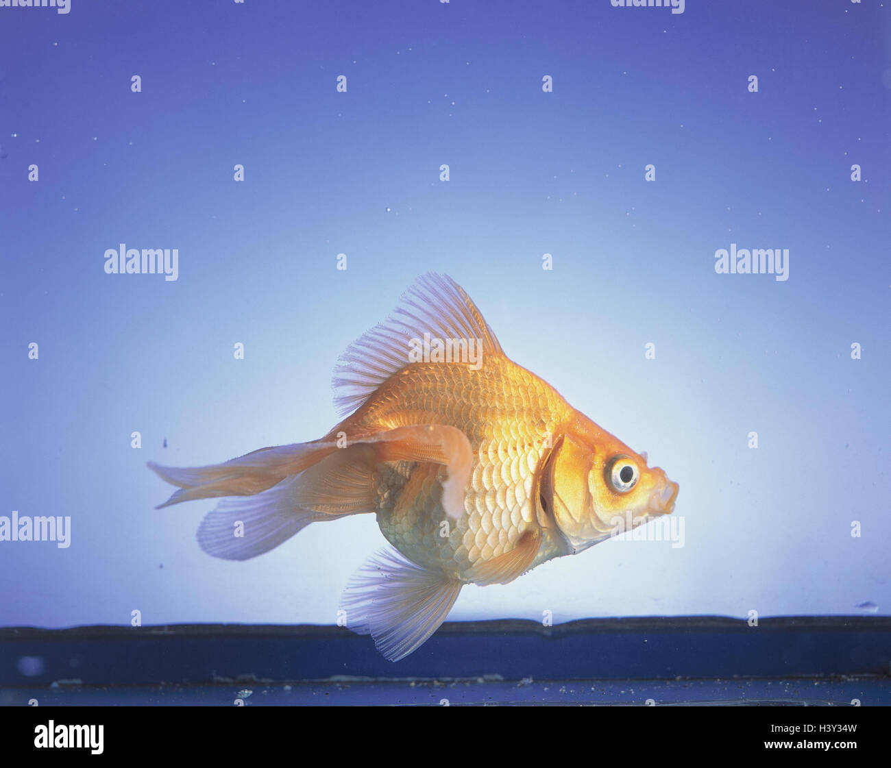 Goldfish, Carassius auratus auratus, Still life, fish, ornamental fish ...