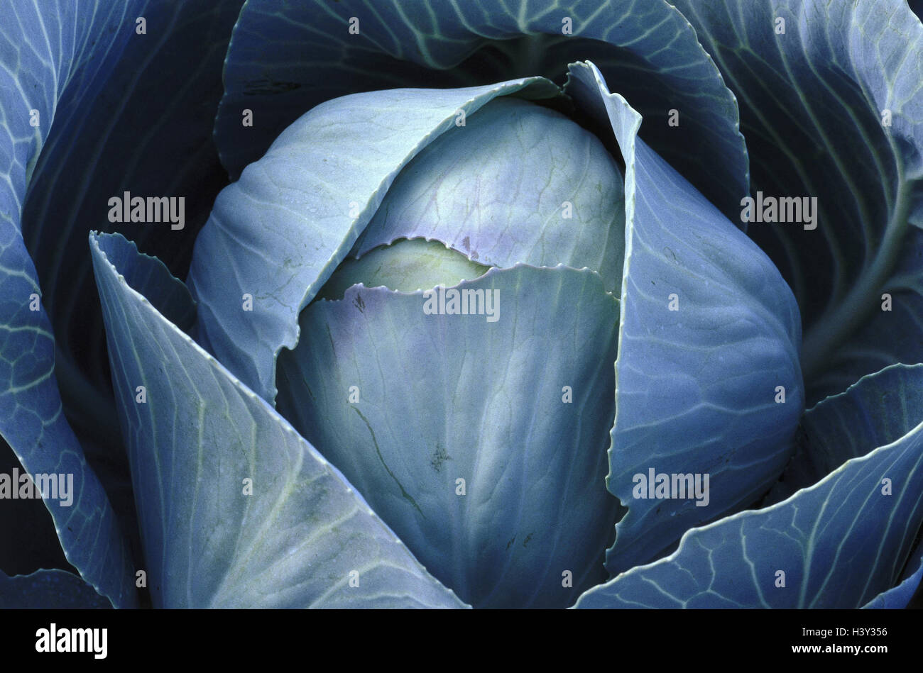 Cabbage, detail, Still life, Kohl, vegetables, Kreuzblütlergattung ...