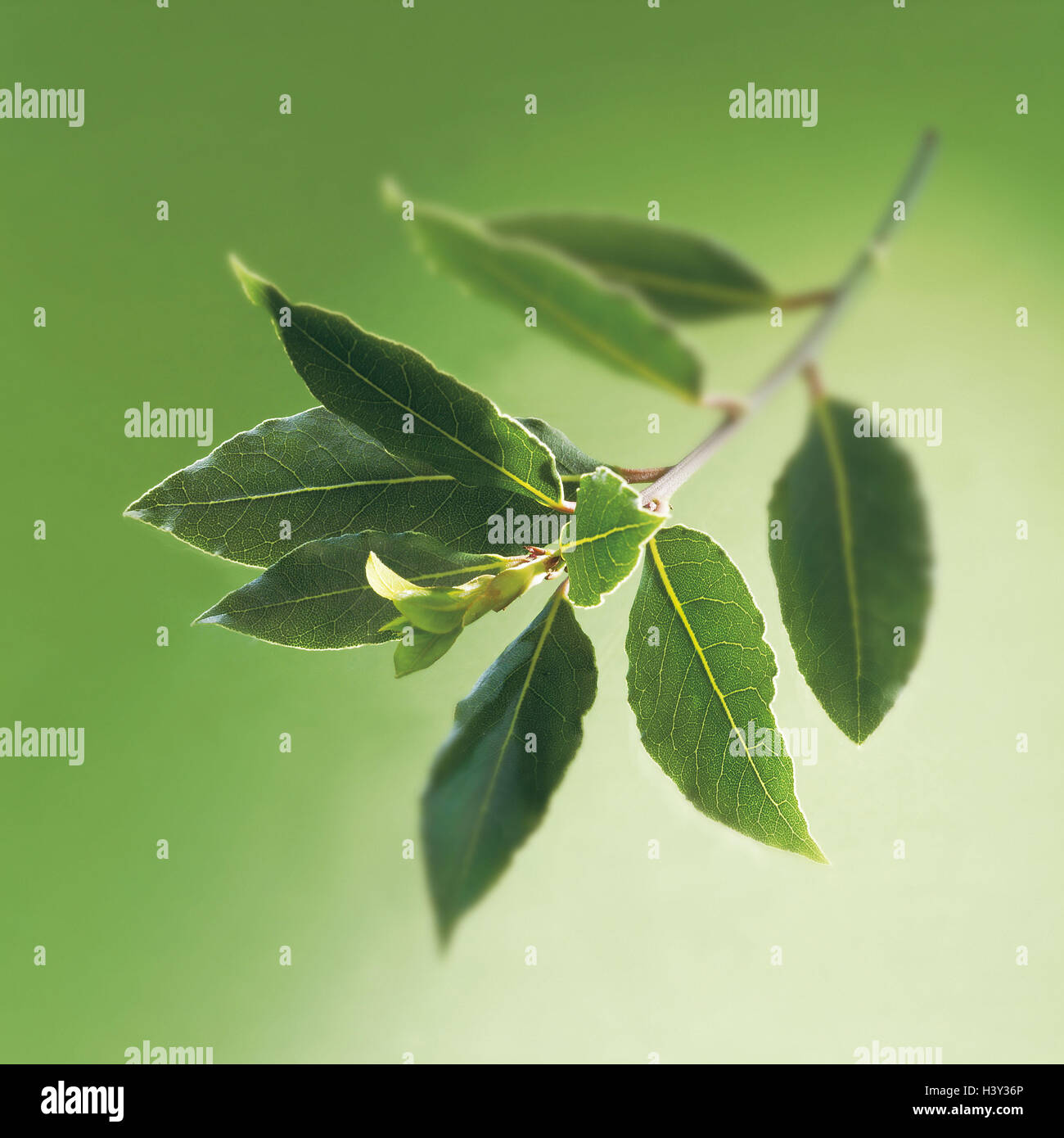 Plants laurus hi-res stock photography and images - Alamy