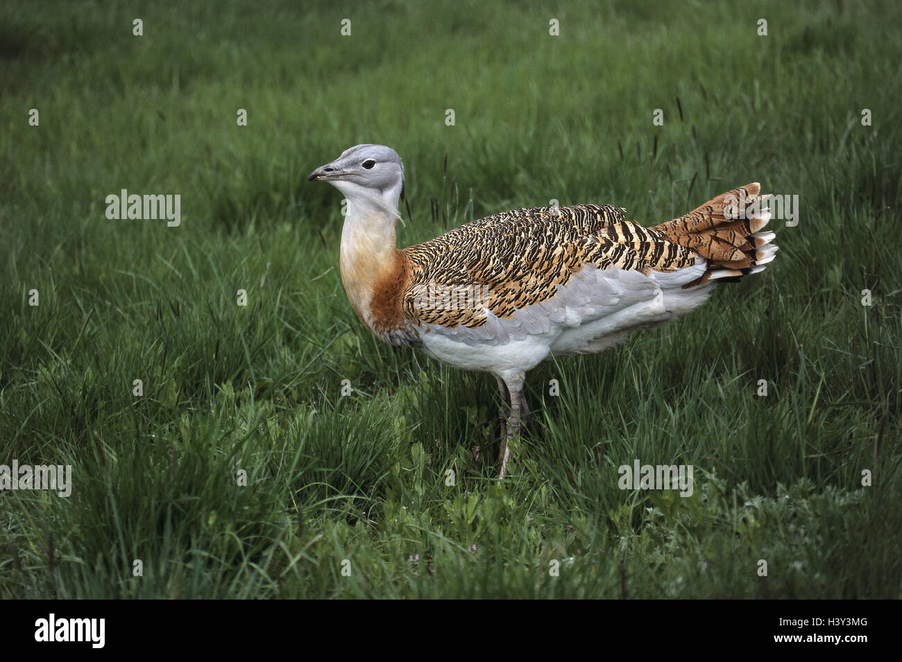Hungary, meadow, great bustard, Otis tarda, Europe, Wildlife, wild ...