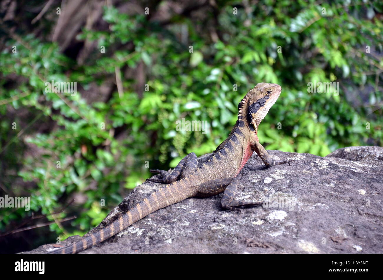 Australian Eastern Water Dragon (Physignathus lesueurii lesueurii ...