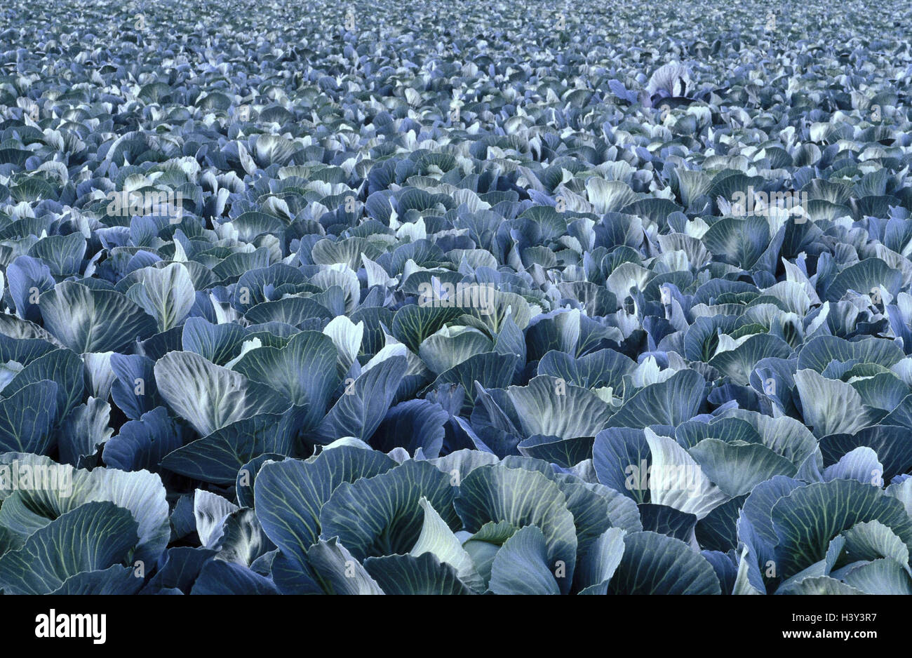 Field, cabbages, Still life, Kohl, vegetables, Kreuzblütlergattung ...