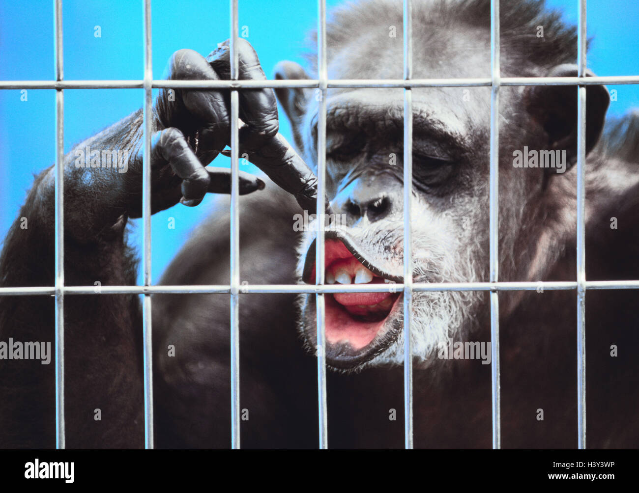 Zoo, card cage, chimpanzee, Pan troglodytes, facial play, finger look ...