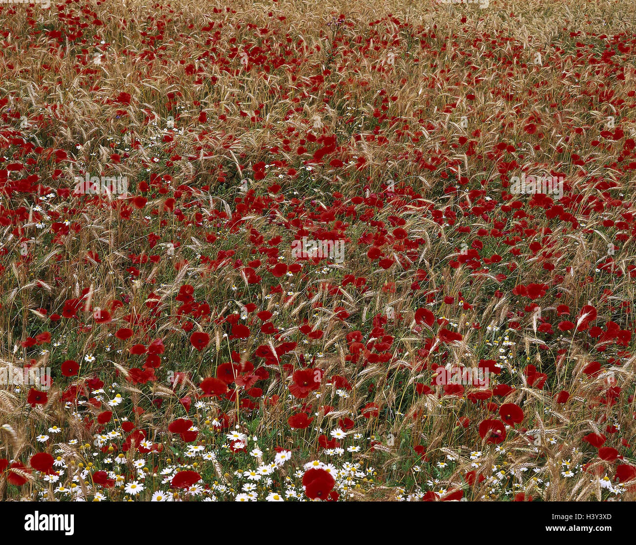 Meadow, grain field, clap poppy seed, flower meadow, nature, plants ...