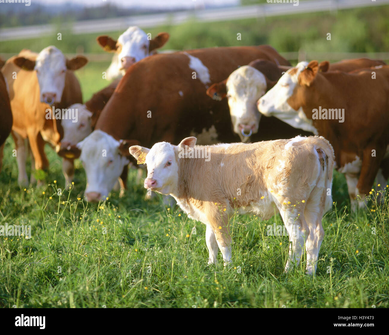 Cows, calves, pasture animals, mammals, cattle animals, Bovinae ...