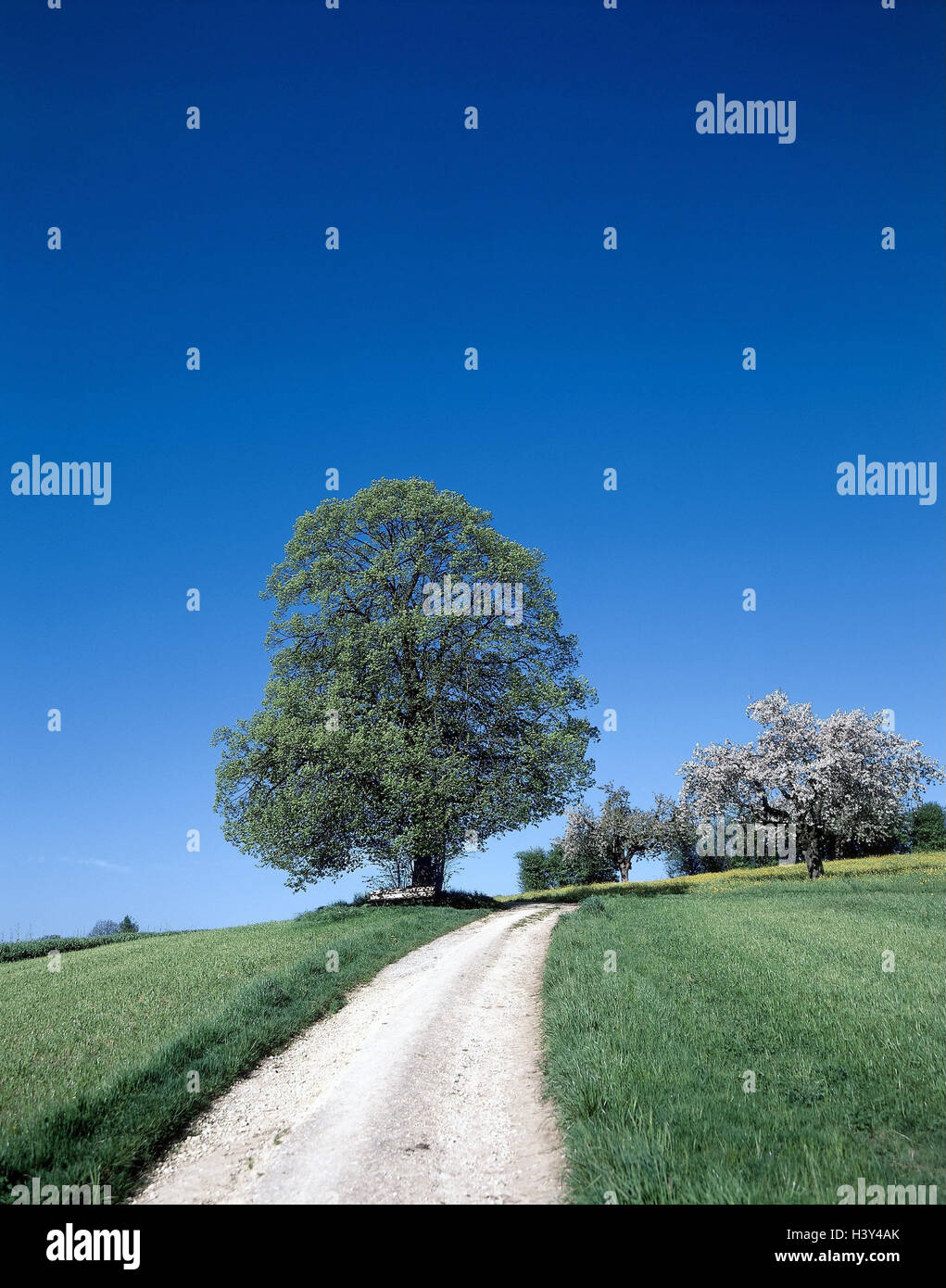 Switzerland, scenery, meadow, trees, country lane, Europe, Basel-Land ...