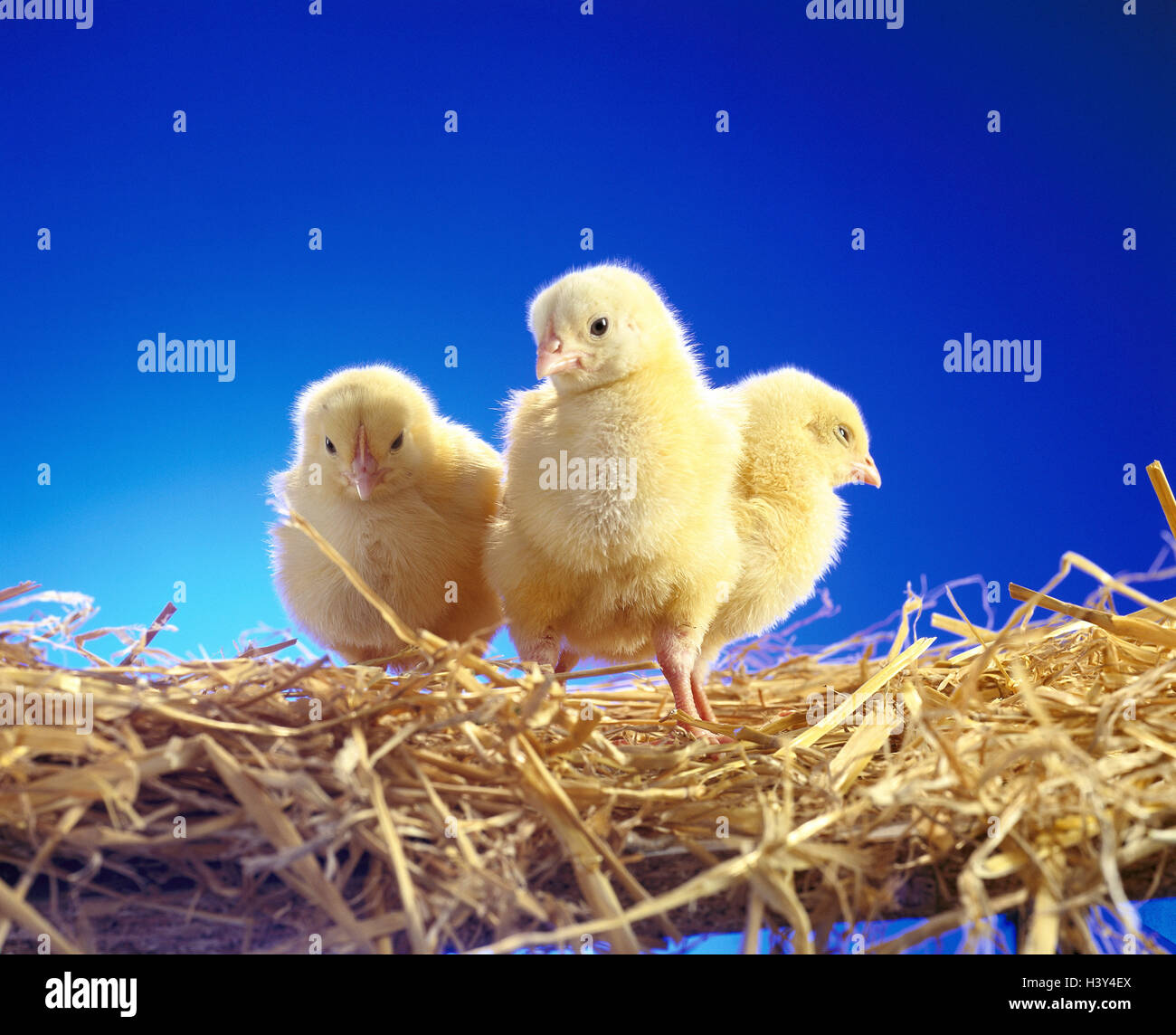 Poultry chicks, straw birds, gallinaceous birds, benefit animals, fowl ...