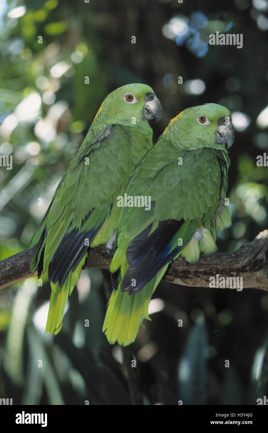 Branch, yellow nape amazons, Amazona auropalliata, animal world ...