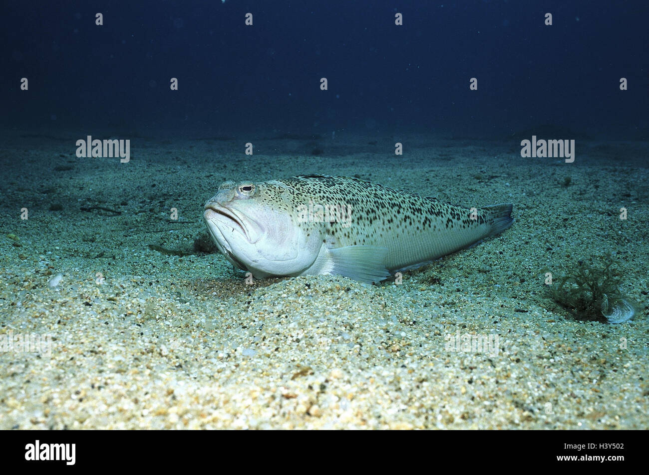 Trachinus radiatus hi-res stock photography and images - Alamy