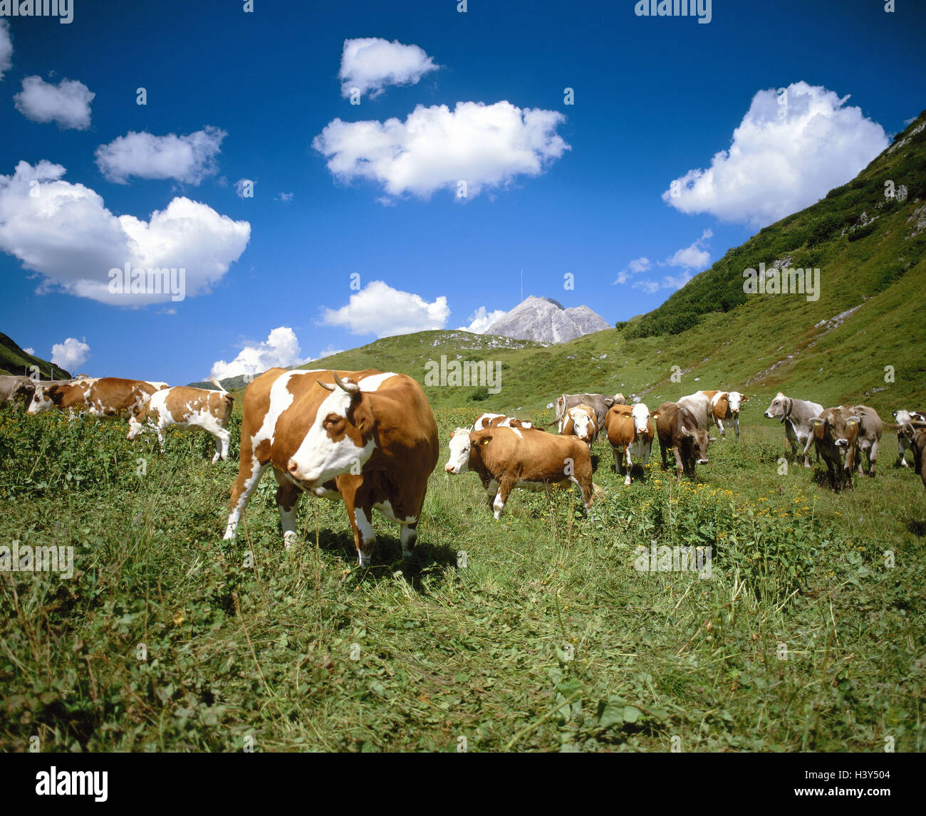 Mountain landscape, alp, cows, animals, mammals, benefit animals ...
