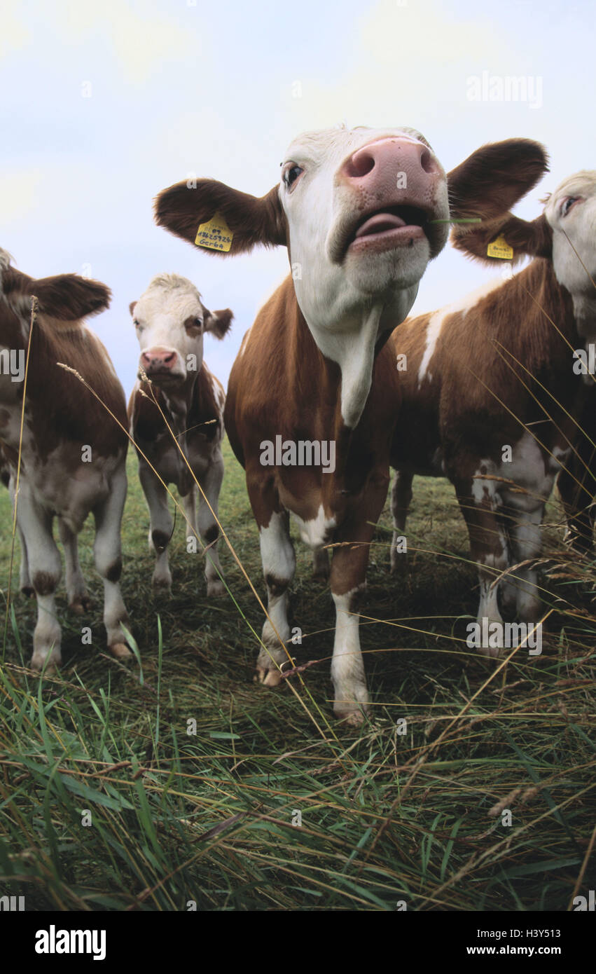 Horned ruminants hi-res stock photography and images - Alamy