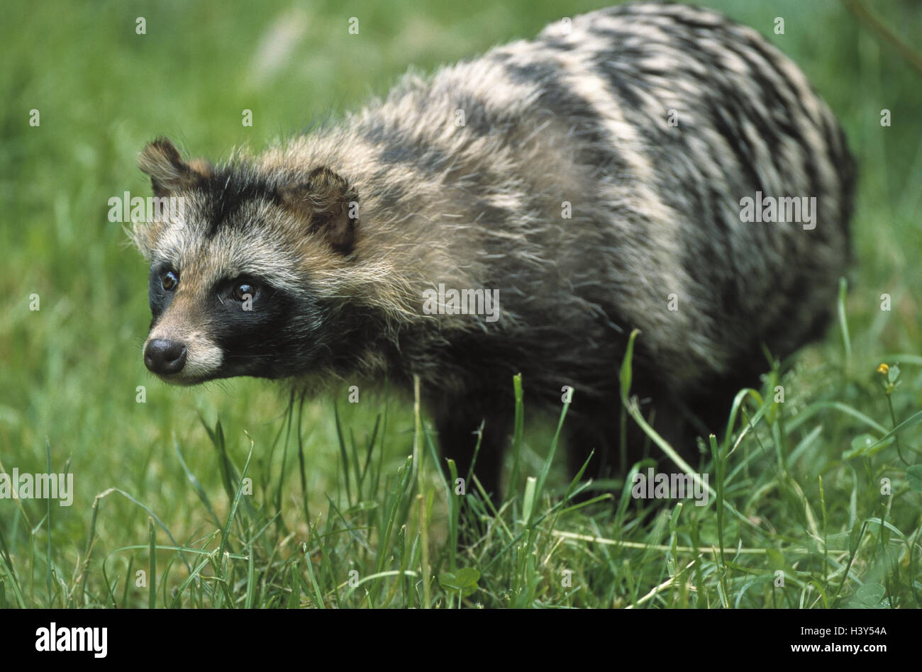 Meadow, marten's dog, Nyctereutes proccyonoides, animal, wild animal ...