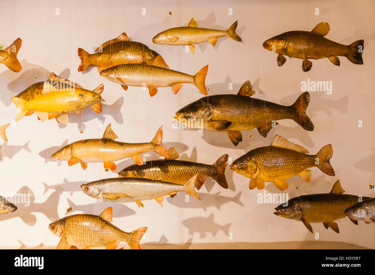 Germany, Bavaria, Munich, The German Hunting and Fishing Museum ...