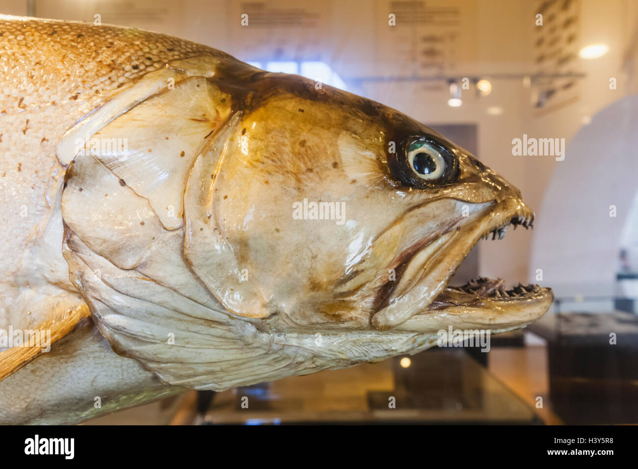 Germany, Bavaria, Munich, The German Hunting and Fishing Museum ...