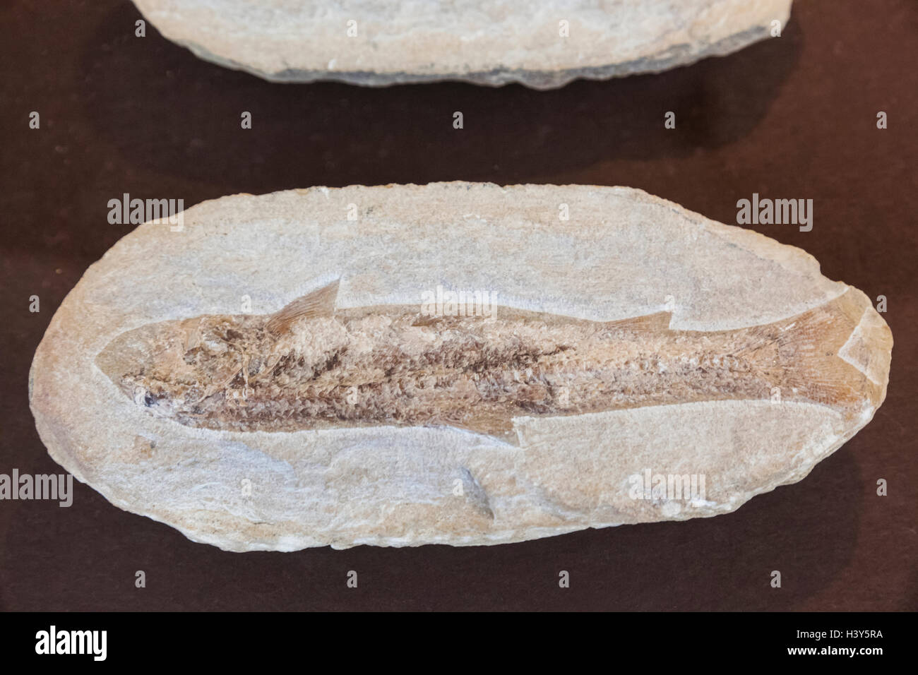 Germany, Bavaria, Munich, The German Hunting and Fishing Museum ...