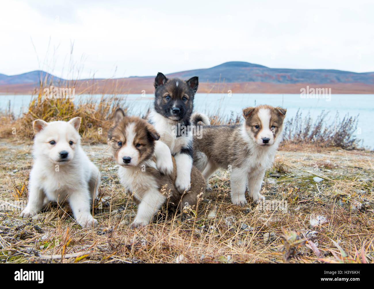 Husky puppies Greenland hill Stock Photo - Alamy