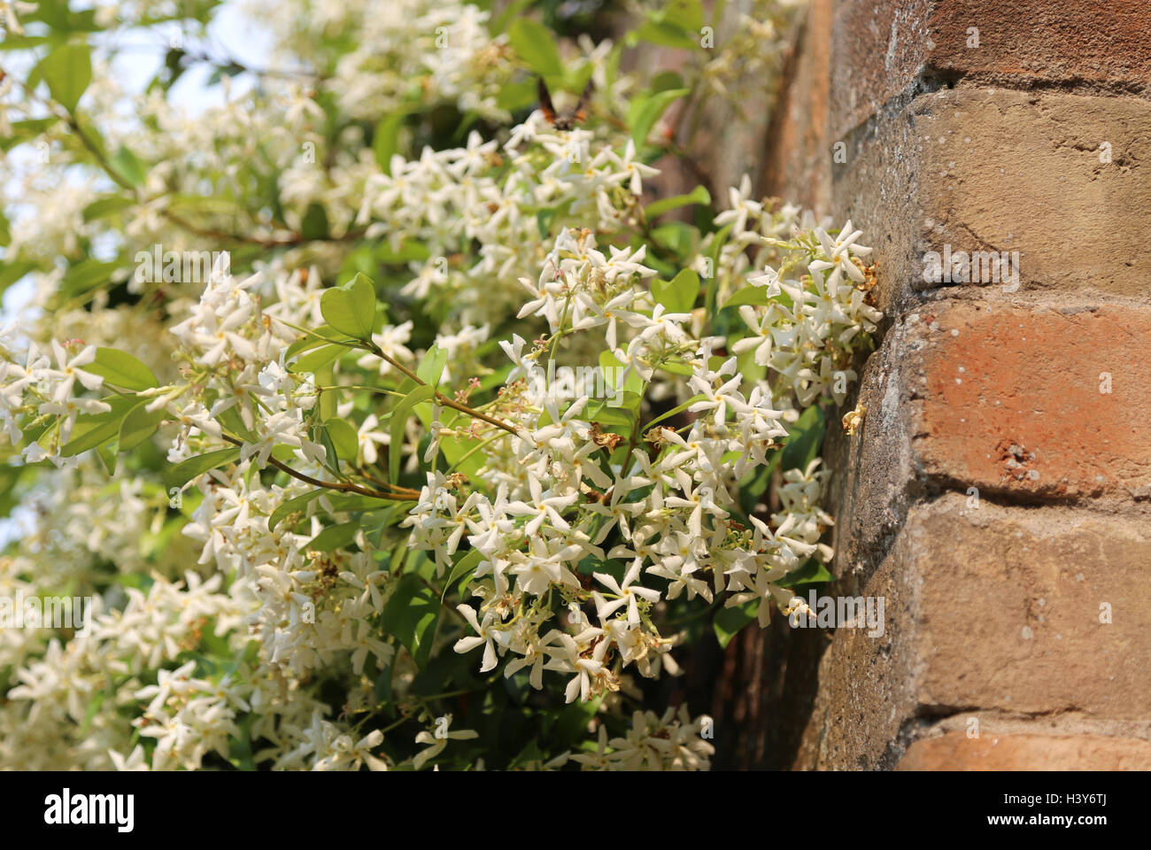 Red jasmine flower hi-res stock photography and images - Alamy