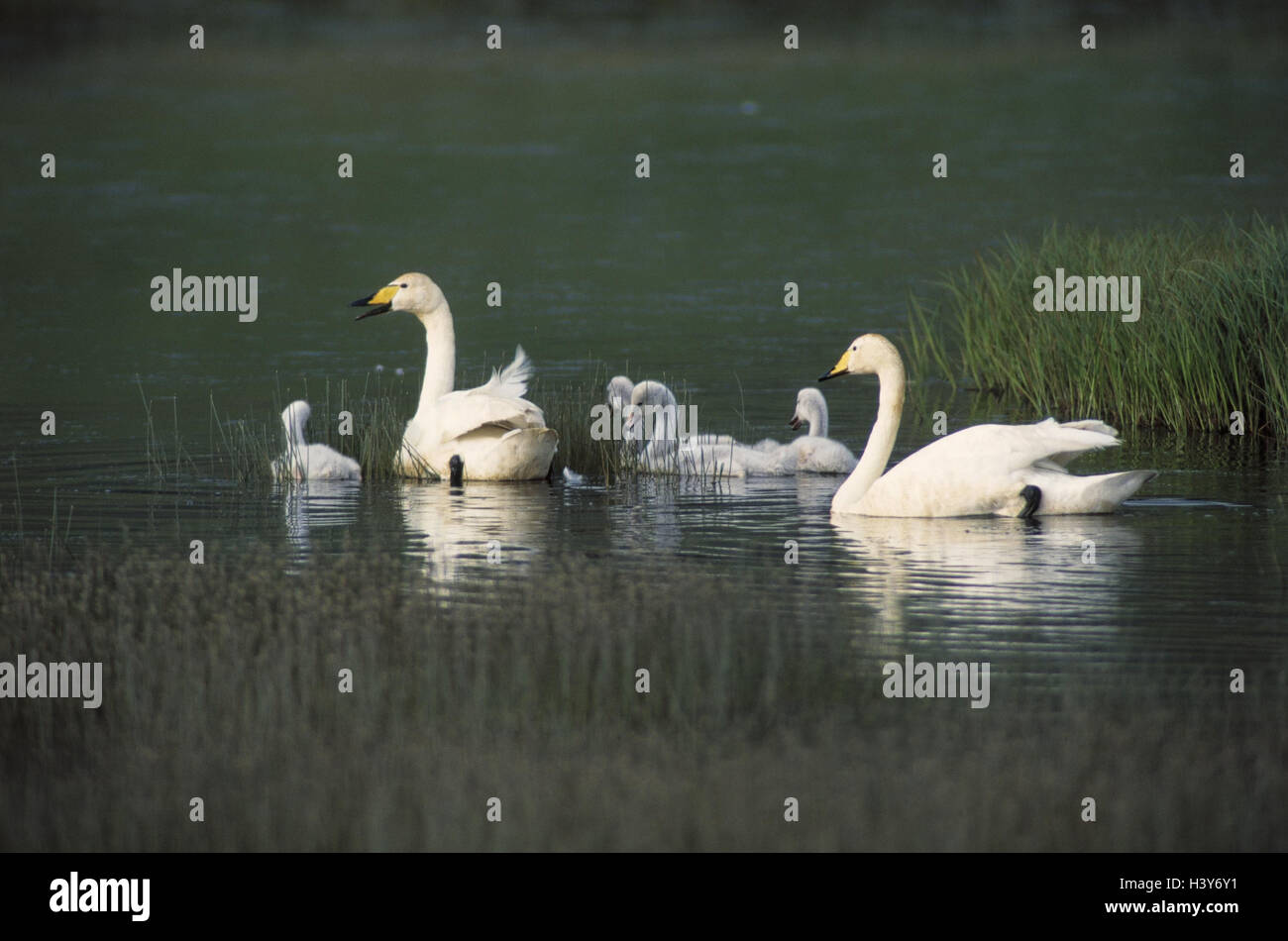 Song swans, young animals, Cygnus cygnus, birds, goose's birds, birds ...