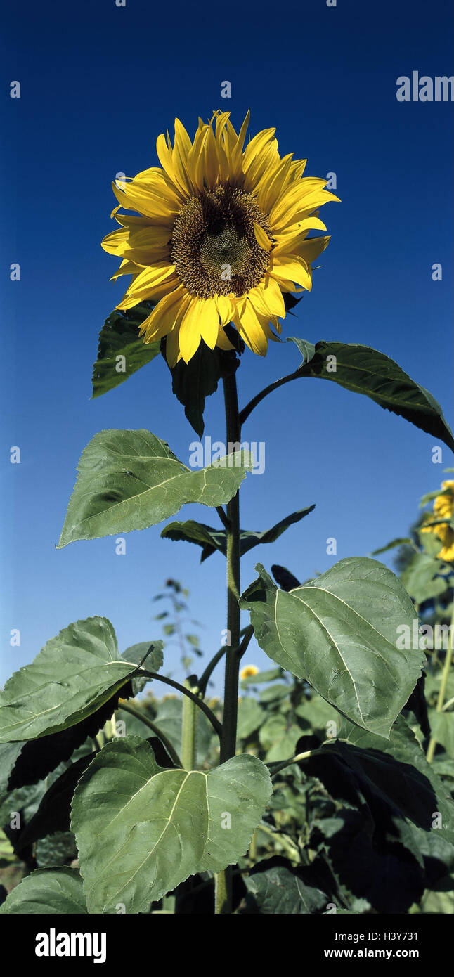 Sunflower, Helianthus annuus, detail, flowers, flower, plants, plant ...