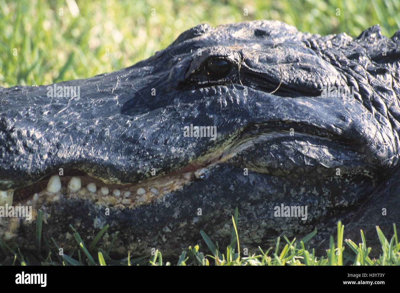 Shark valley alligator hi-res stock photography and images - Alamy