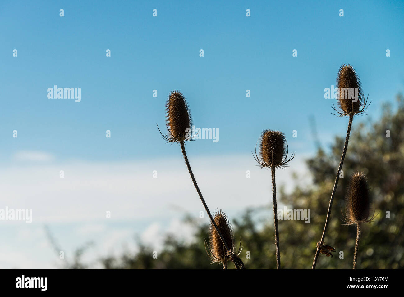 Common teasel heads Stock Photo - Alamy