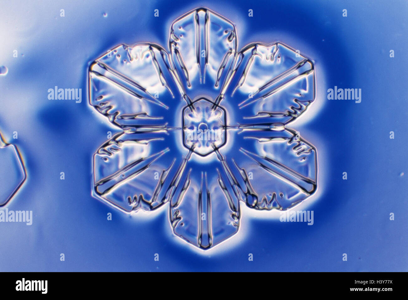 Ice Under Microscope Ice Under Microscope