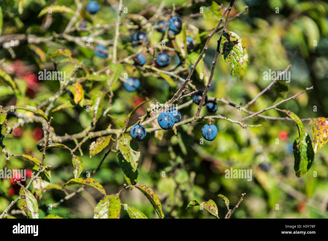 The berries of a sloe bush (Prunus spinosa Stock Photo - Alamy