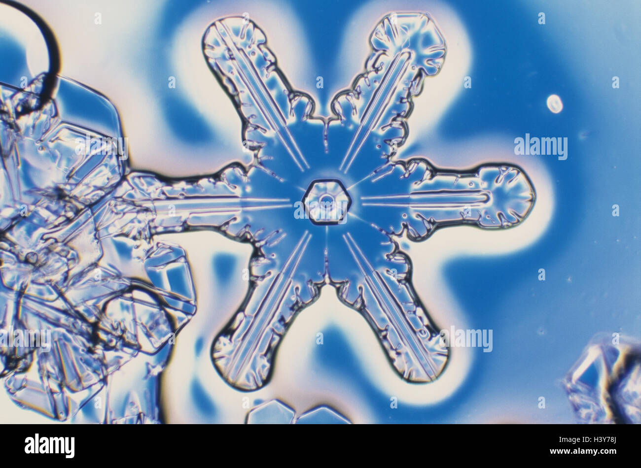 Snow crystals, nature, form, structure, ice cream, cold, snow, crystal ...