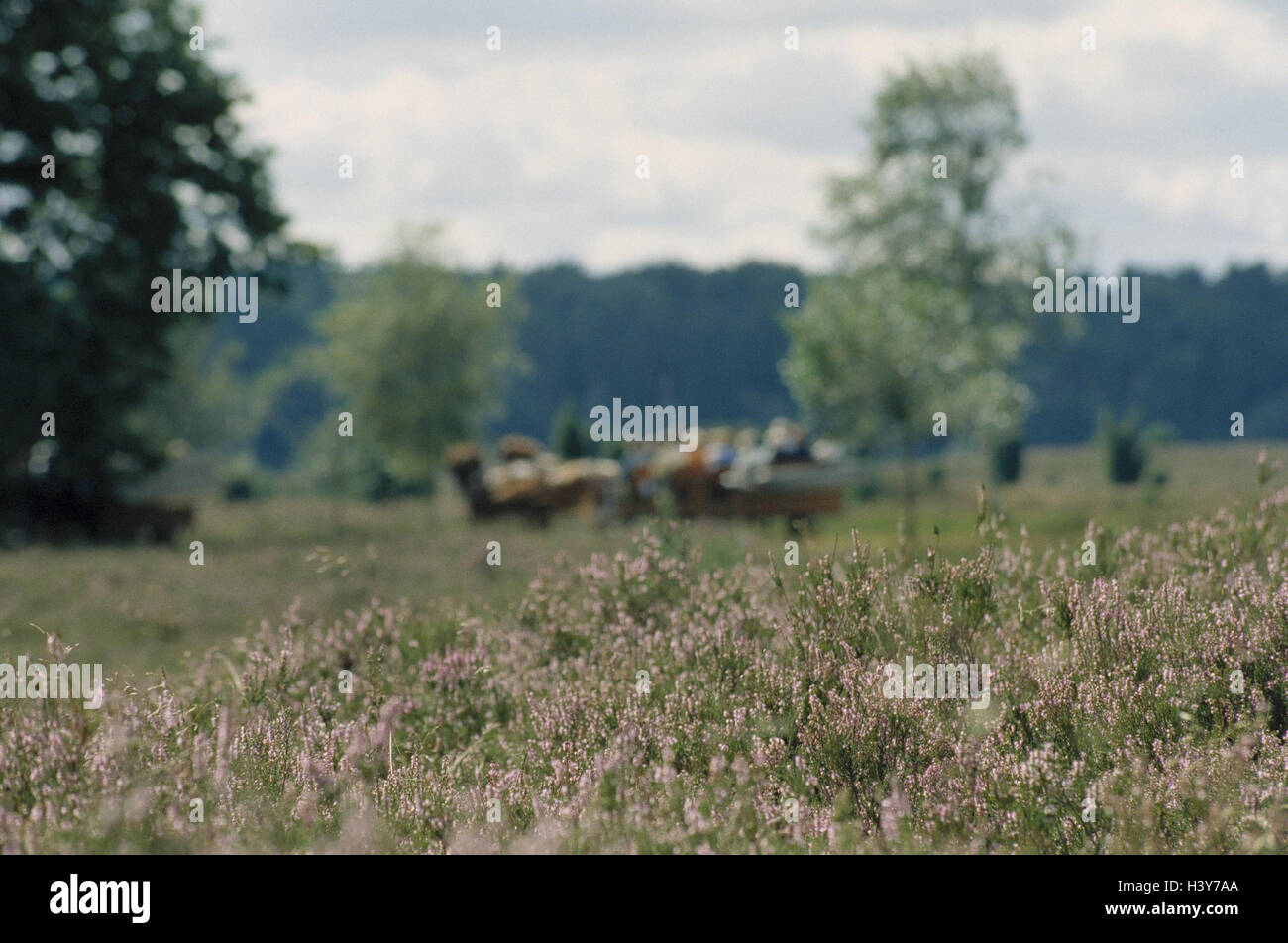 Germany, Lower Saxony, Lüneburger, moor, Undeloh, moor scenery, horse's ...