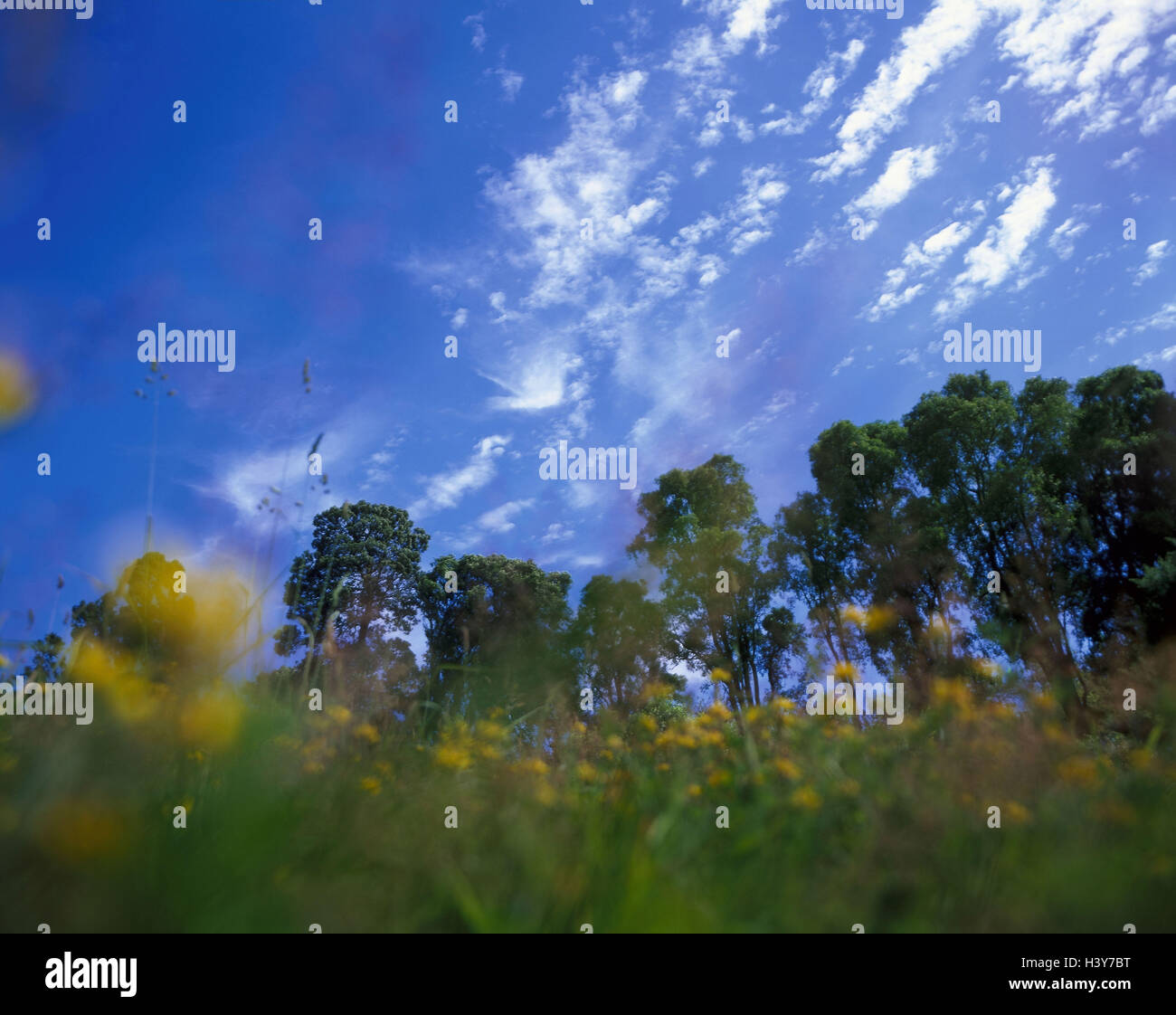 Chile, Patagonia, Puerto Varas, edge the forest, flower meadow, South ...