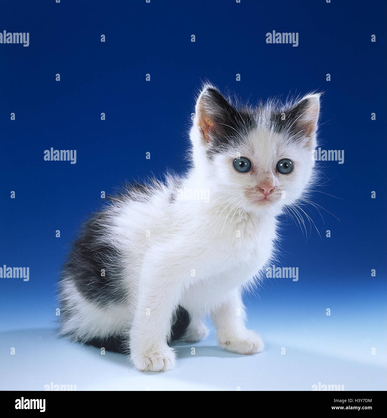 Cat, young, sit, studio, animal, animals, pet, pets, mammals, mammal ...