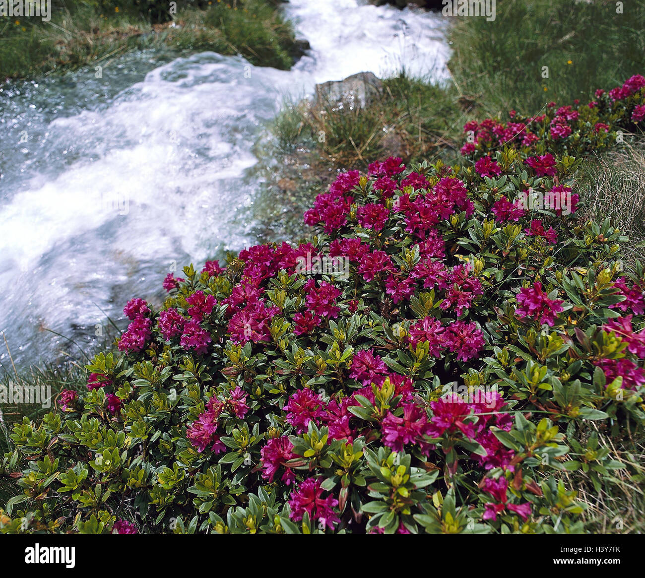 Alpine roses, mountain stream, mountain region, nature, vegetation ...