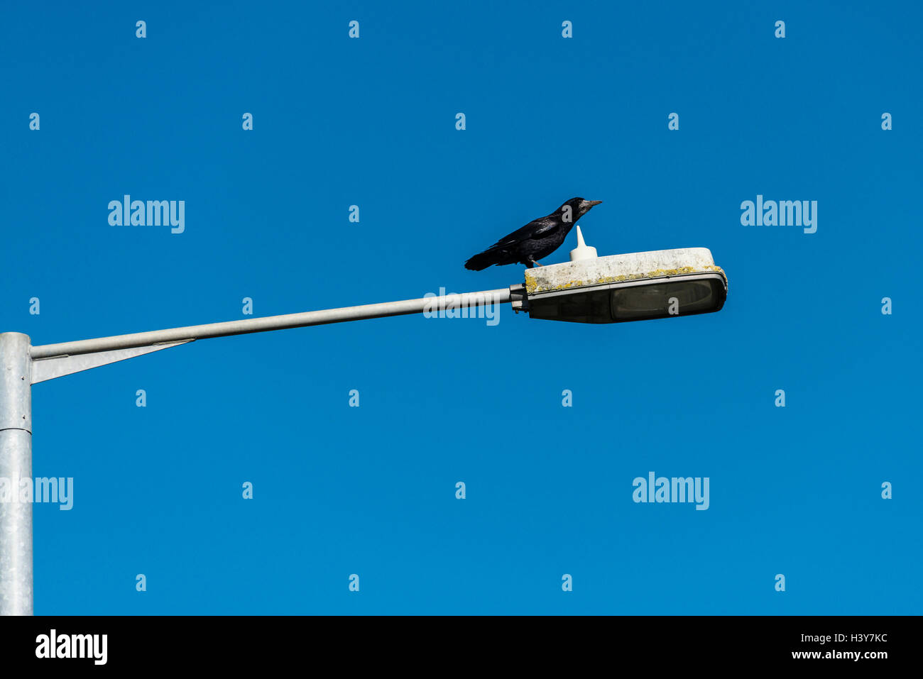 A rook (Corvus frugilegus) calling from the top of a streetlight Stock ...