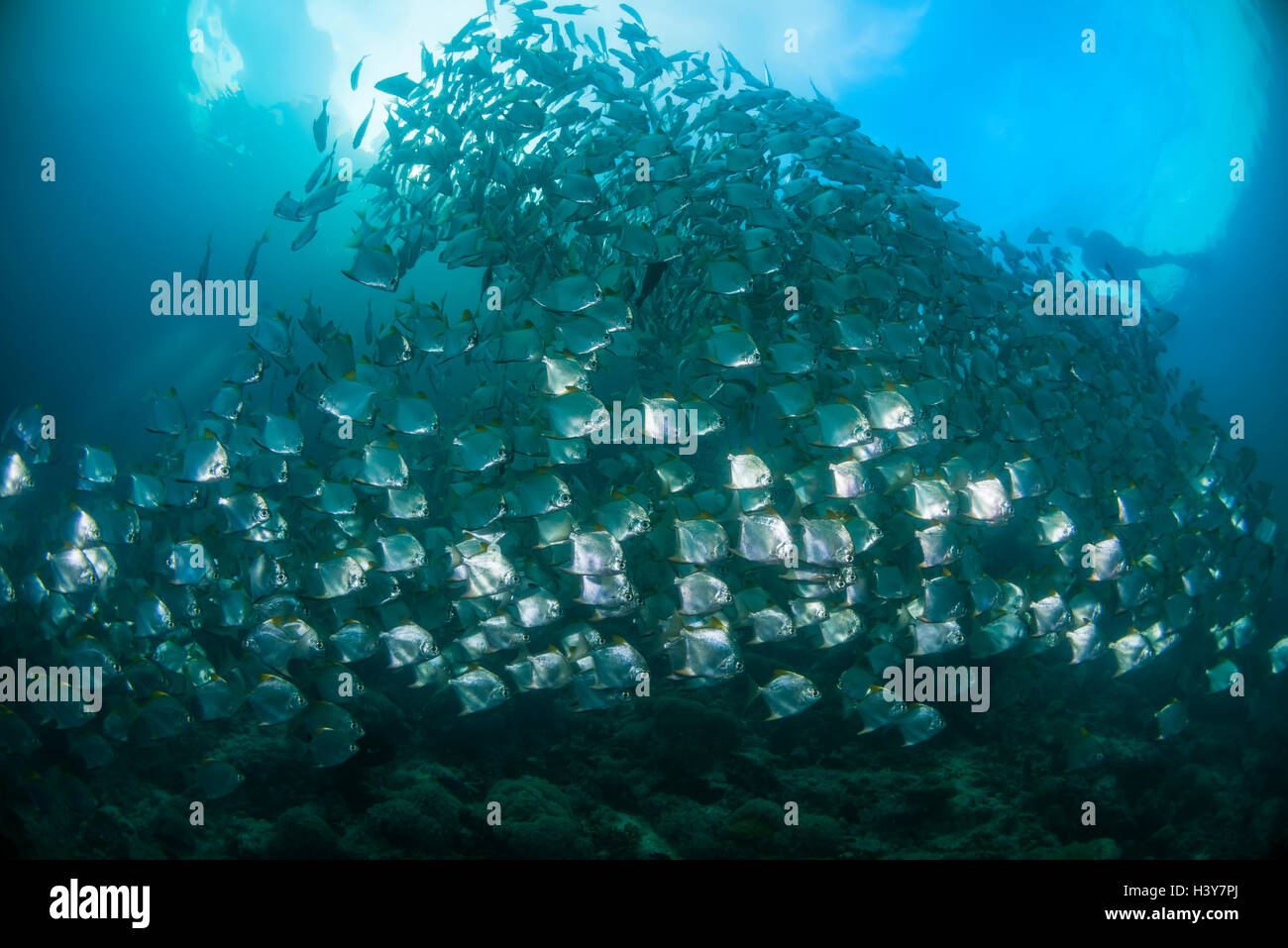 Moonfish Finding Nemo