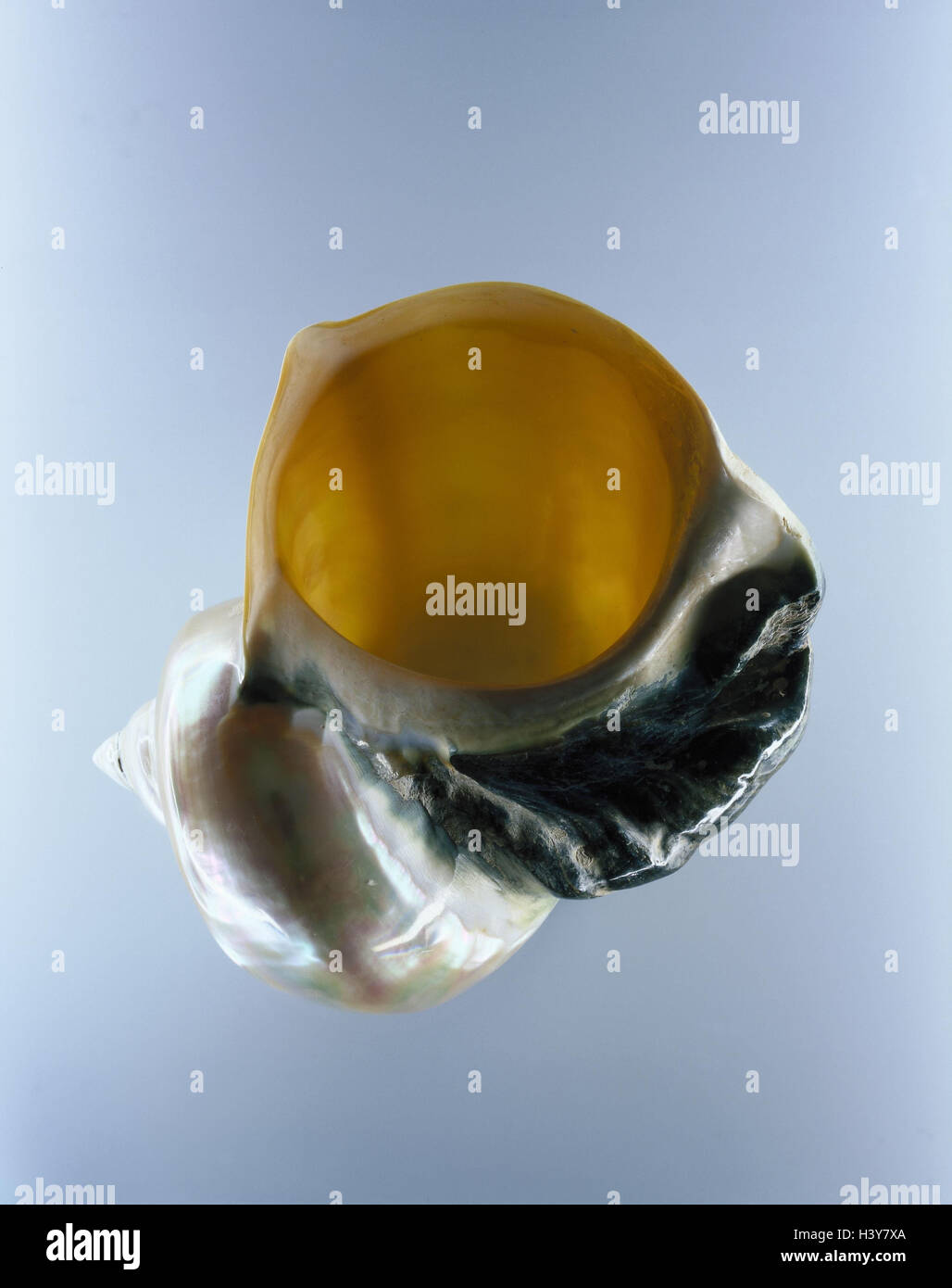 Whelk, mother-of-pearl, sea animal, lime peel, escargot house, snail ...