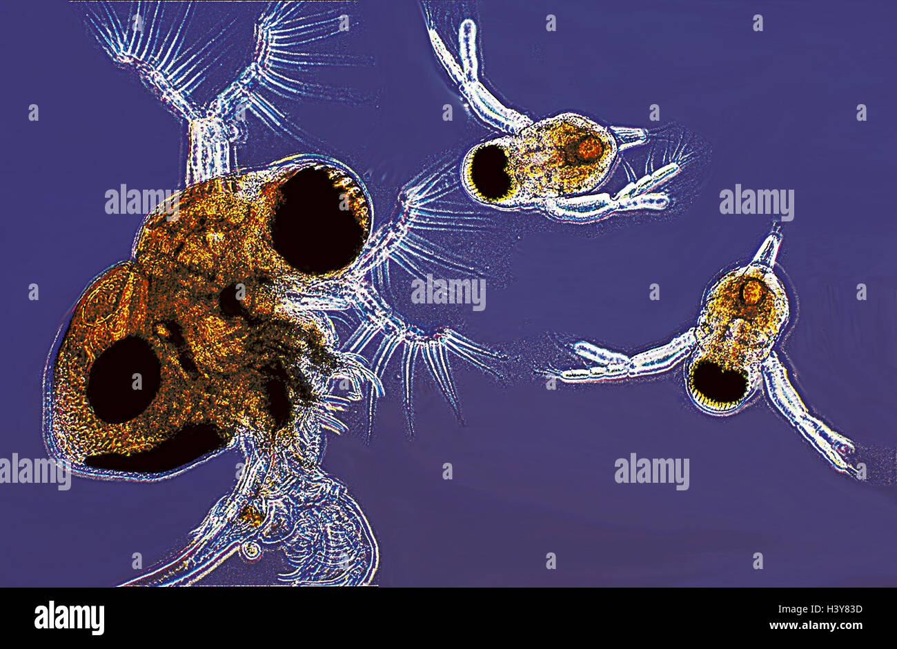 Cladocera hi-res stock photography and images - Alamy