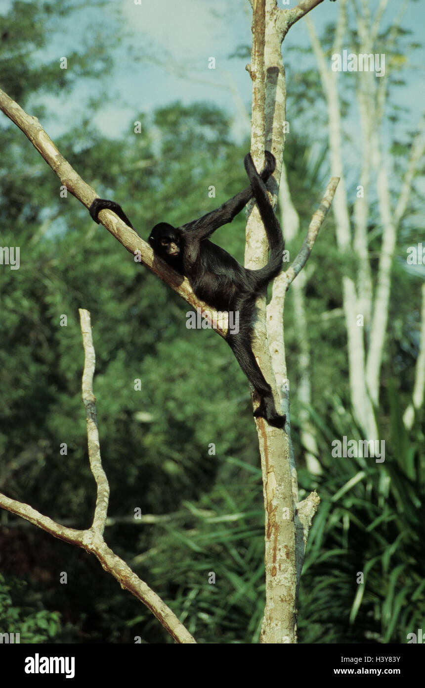 Panama, Darién national park, tree, black at symbol, Ateles chamek ...