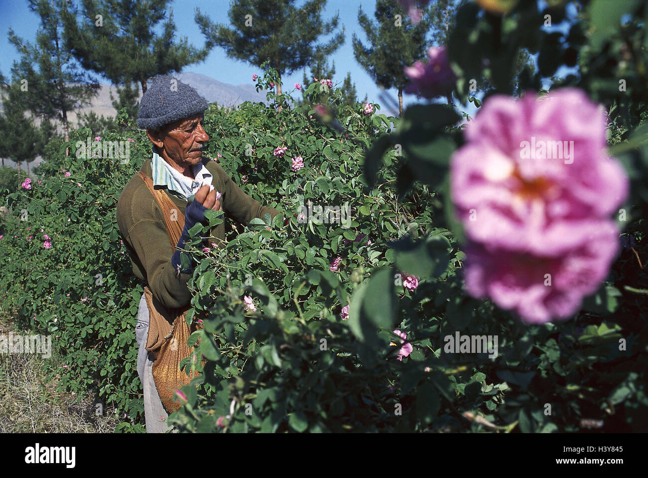 Rosebushes hi-res stock photography and images - Alamy