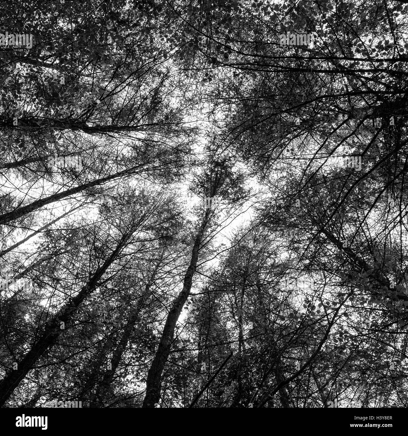 Tree canopy viewed from below Stock Photo - Alamy