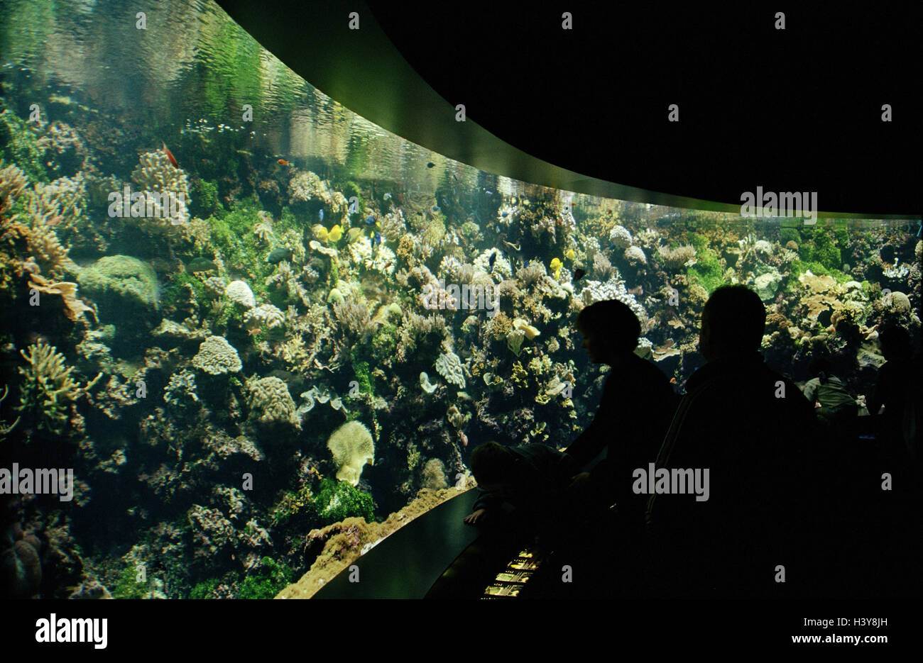 Aquarium, windowpane, silhouette, visitor, back view, saltwater ...