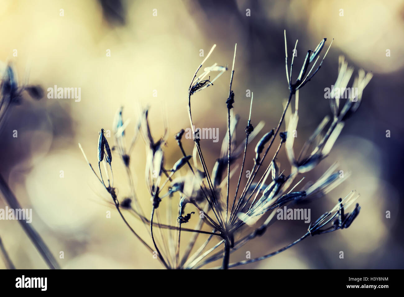 Autumn Colors. Dried out plant chervil forest in autumn lights colors ...