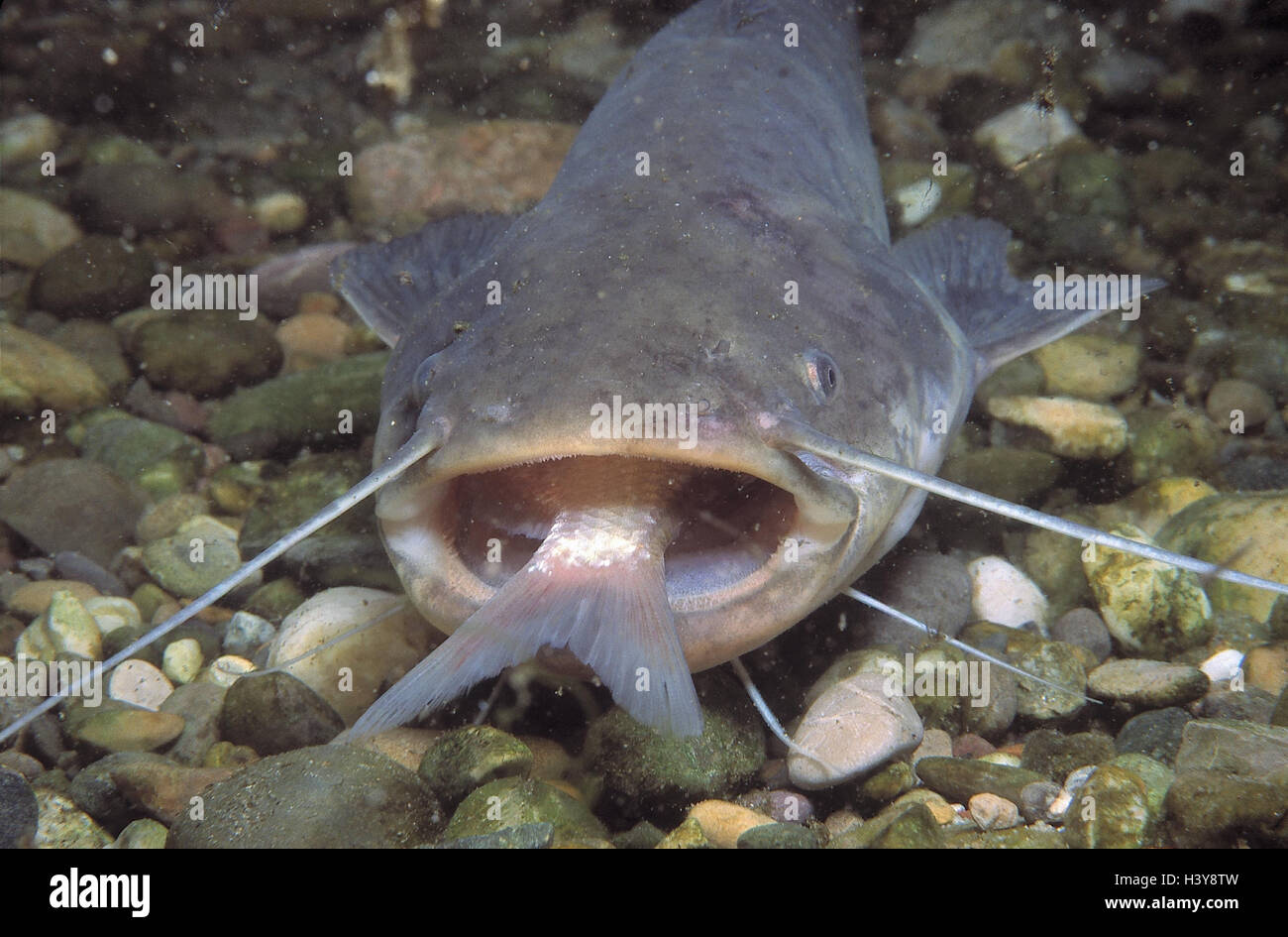 Underwater recording, Wels, Silurus glanis, prey catch, water, stones ...